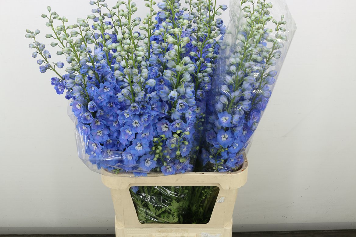 Delphinium/ Aconitum